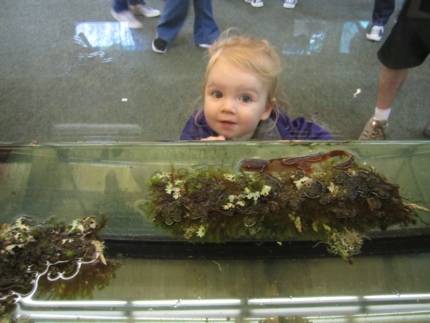 THPRD's annual homage to the newt set for Nov. 8 | THPRD